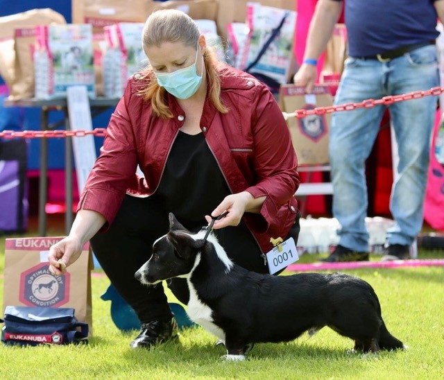 Blondie´s Cool Black Blobby :: Kennel Harregaard