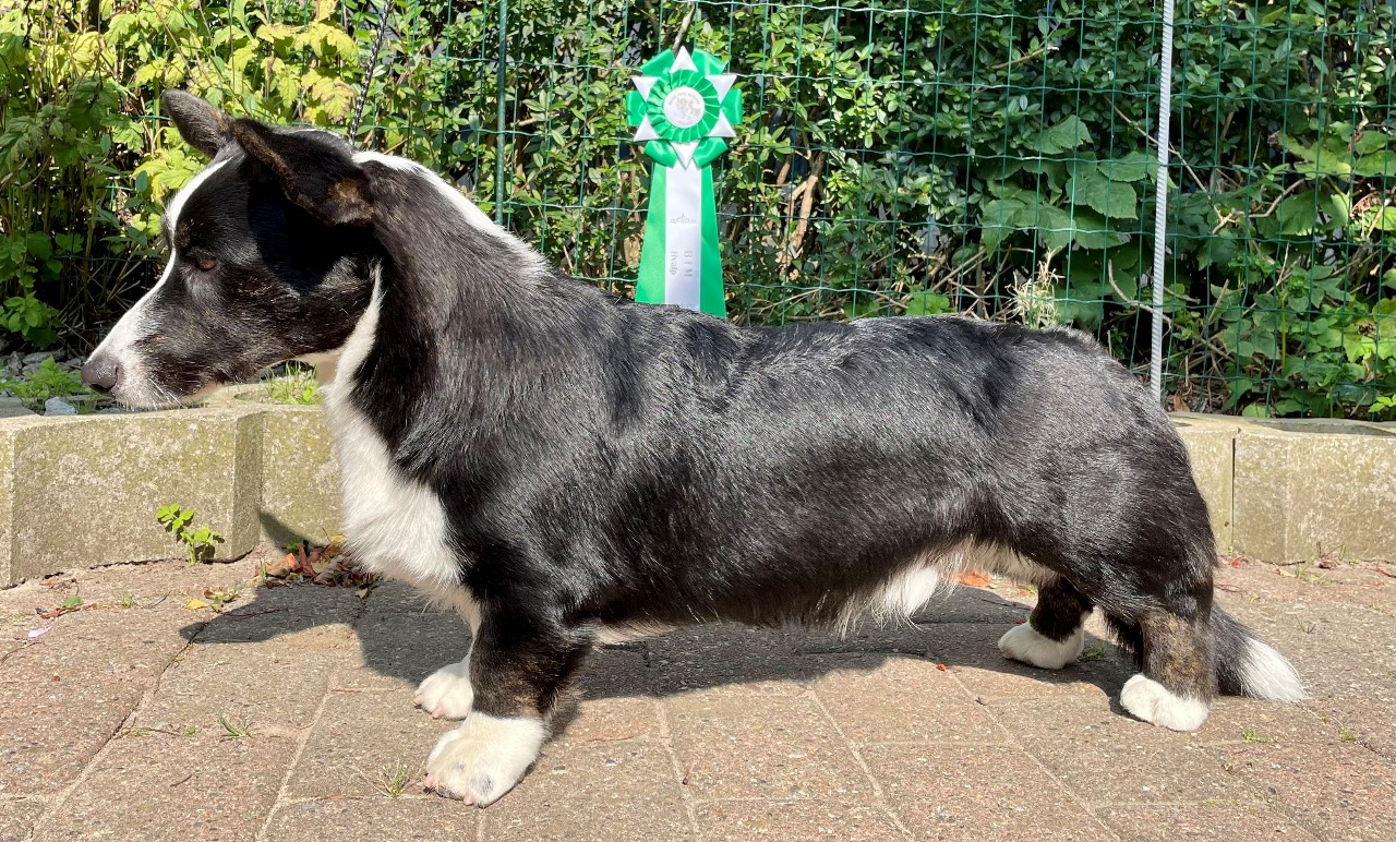 Blondie´s Cool Black Blobby :: Kennel Harregaard